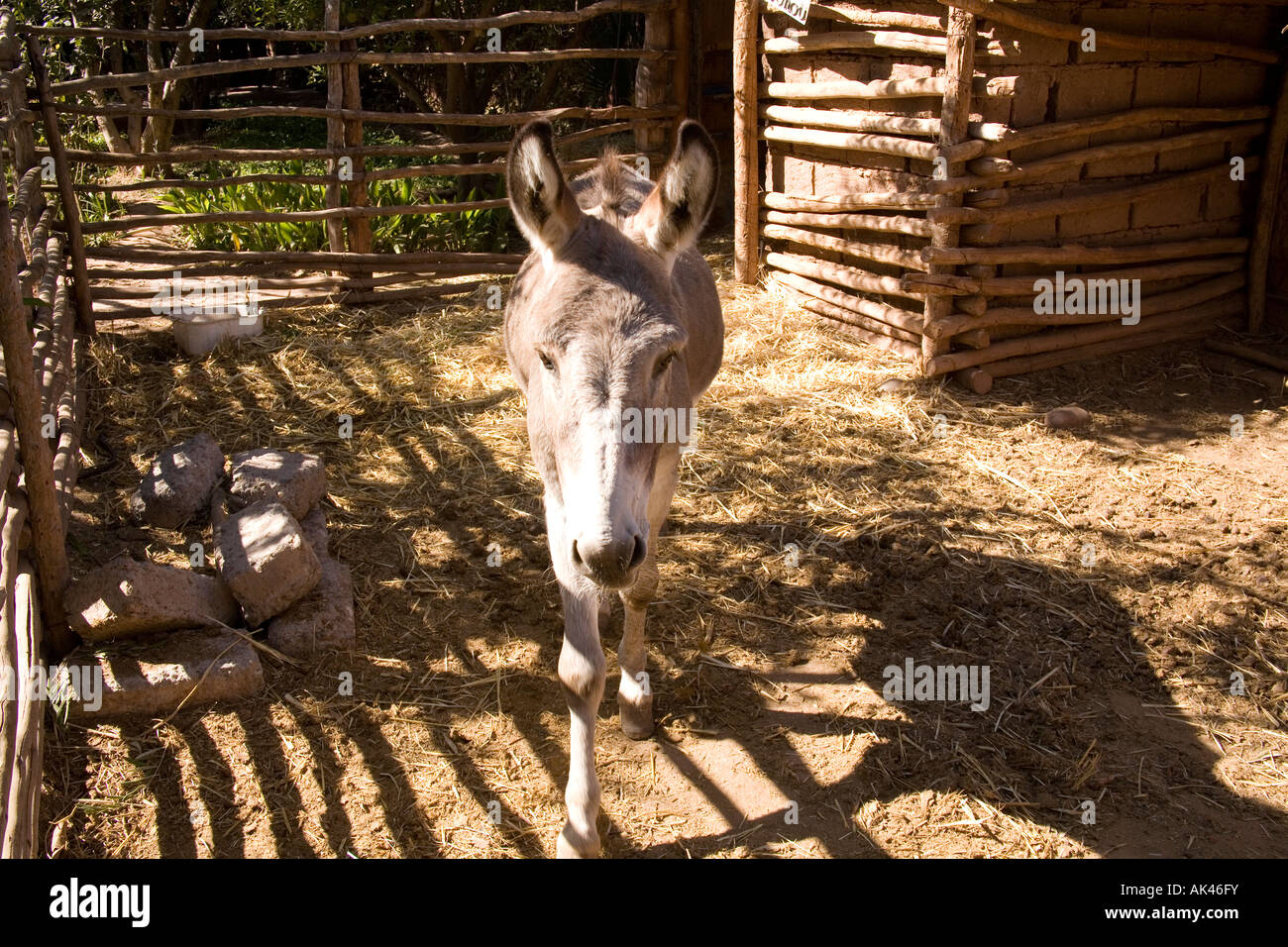 Donkey in a Stable Marrakesh Morocco Stock Photo - Alamy