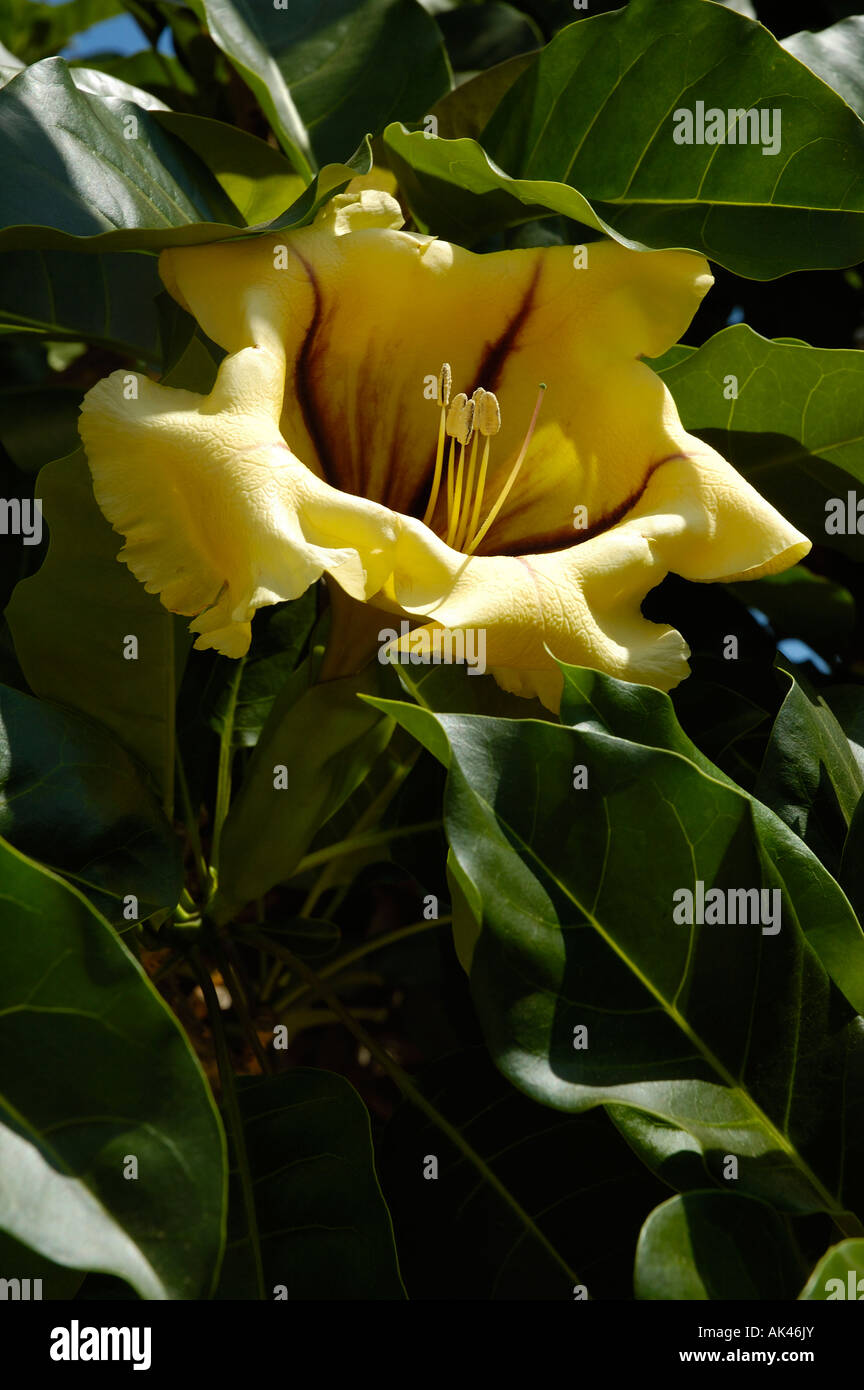 Green chalice vine solandra maxima Stock Photo - Alamy