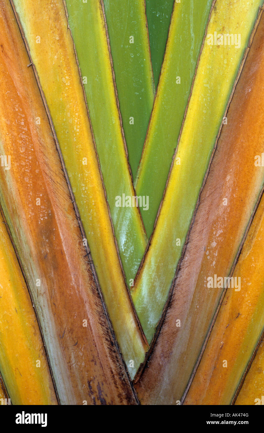 Traveller s Palm leaves close up leaf base green brown yellow V shaped ...