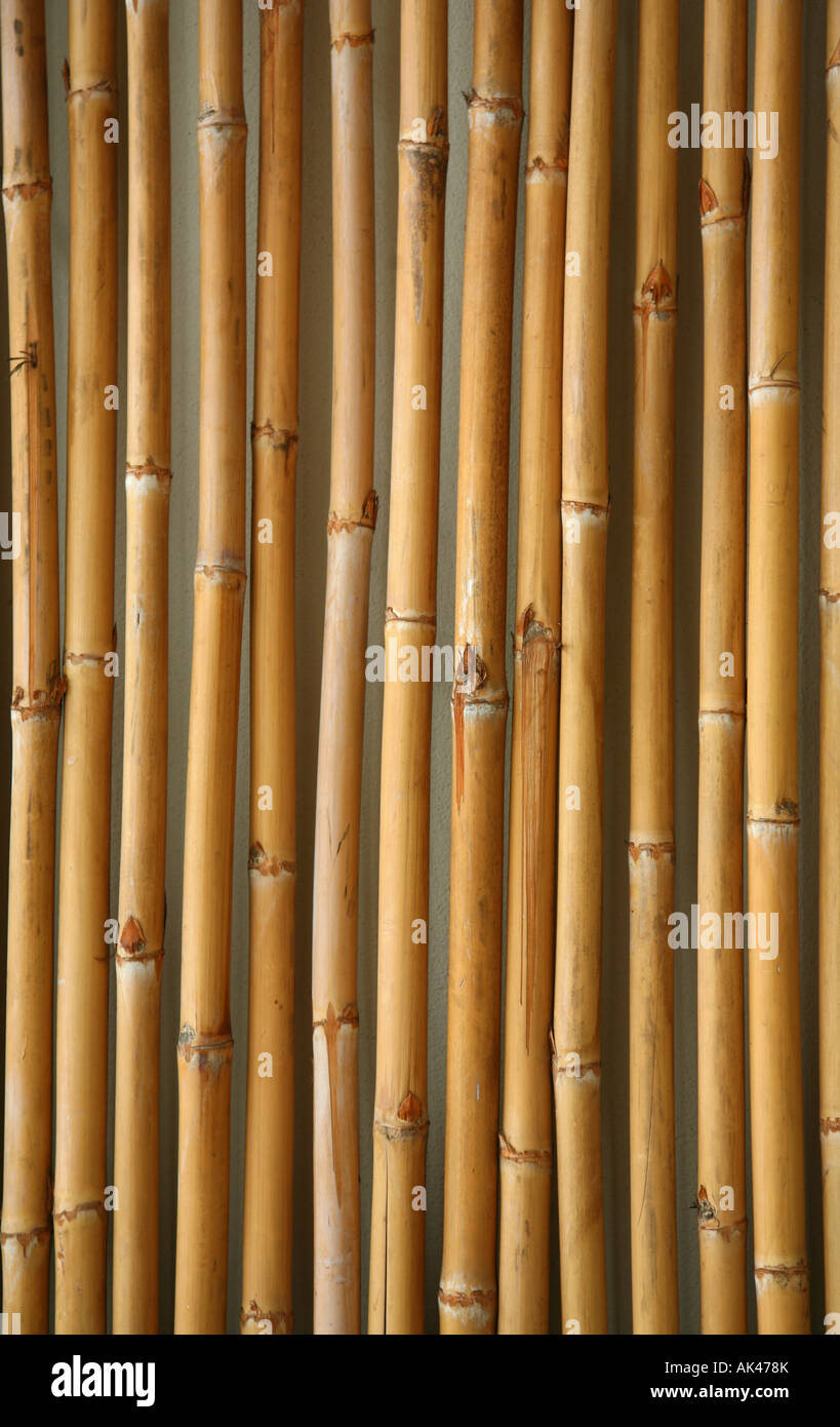 Bambusoideae pattern hi-res stock photography and images - Alamy