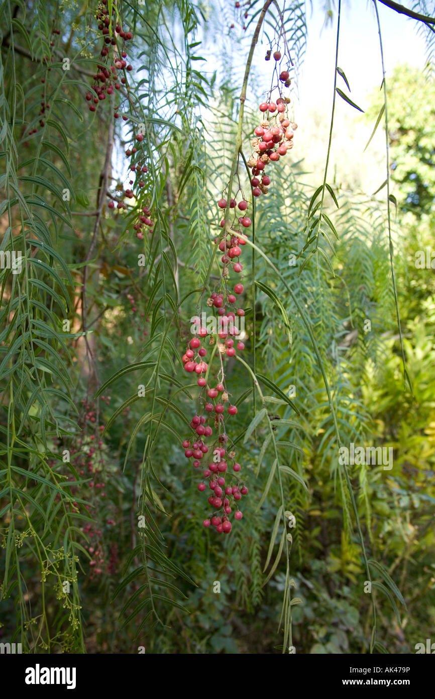 Pepper tree hi-res stock photography and images - Alamy