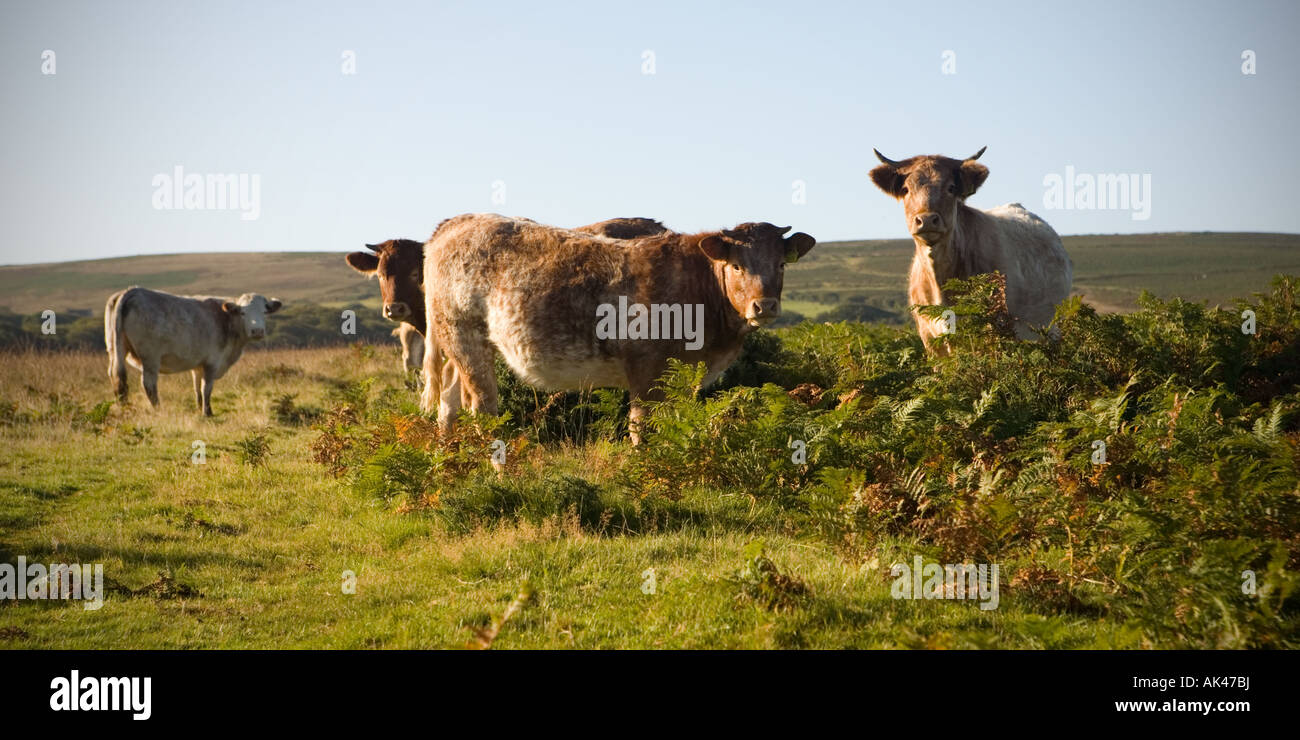 Cattle grazing on the Gower Peninsular, Wales Stock Photo - Alamy
