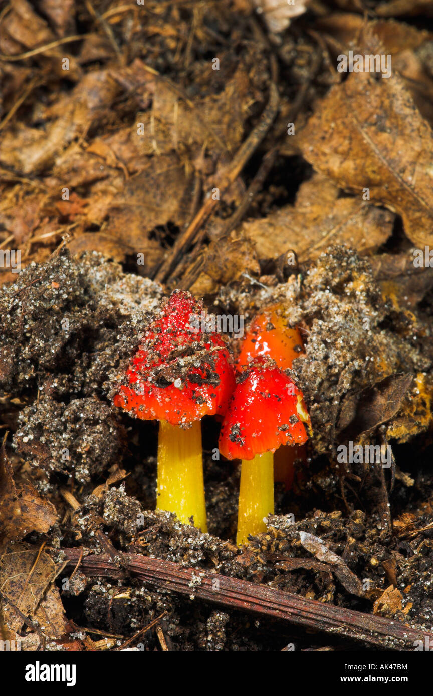 Waxy cap mushroom hi-res stock photography and images - Alamy