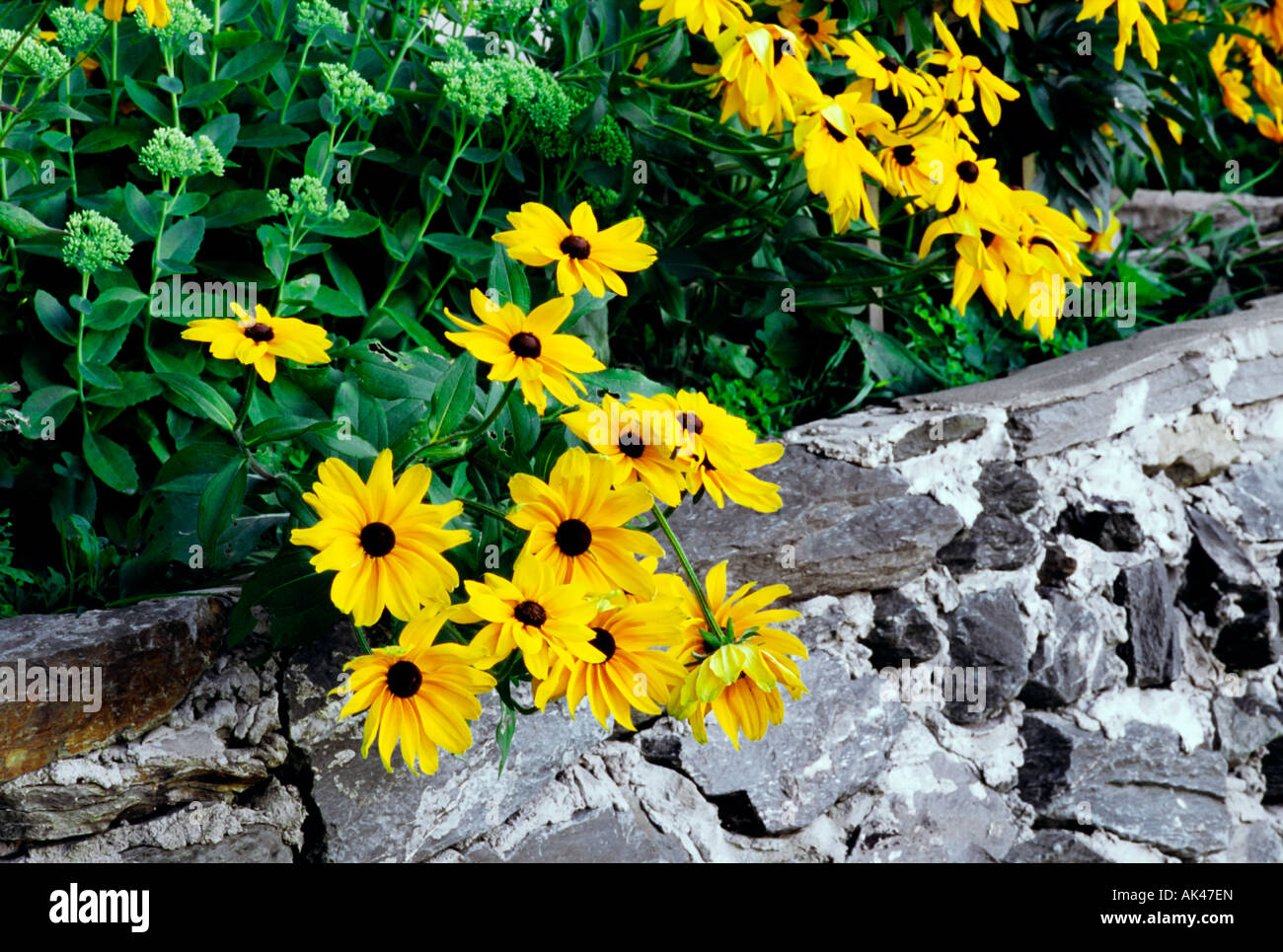Yellowdaisy hi-res stock photography and images - Alamy