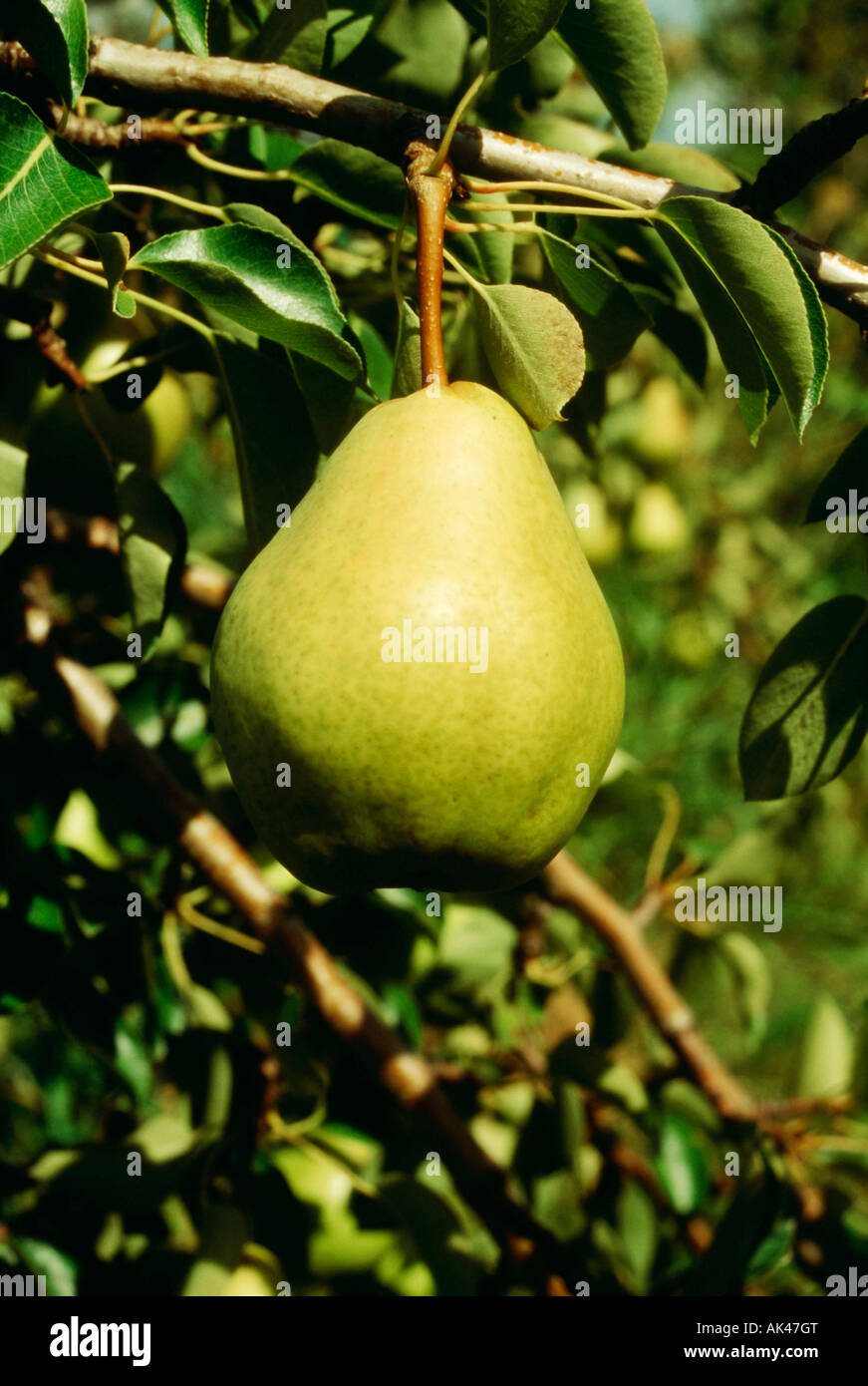 Pear hanging from a tree branch Stock Photo - Alamy