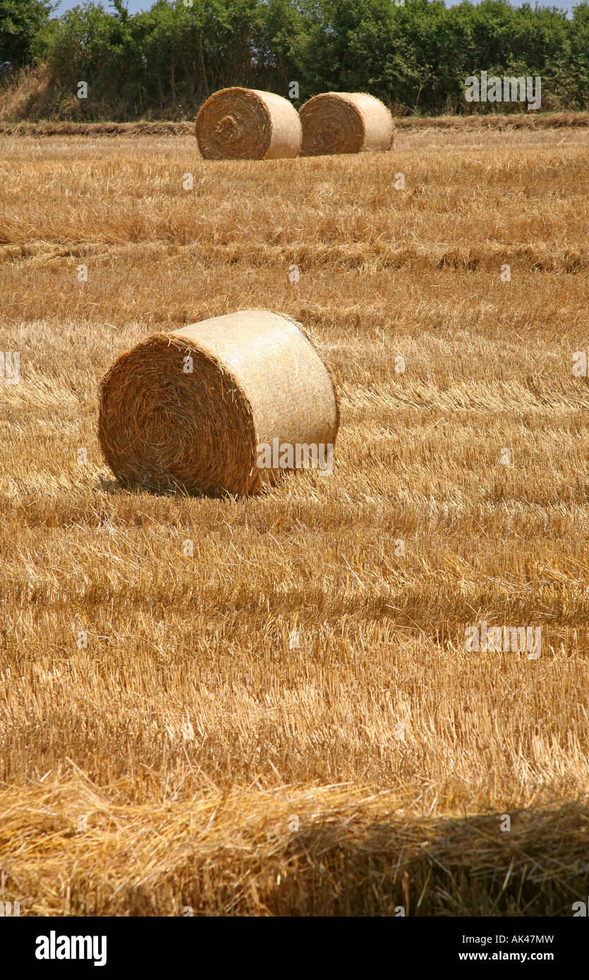 round bales of hay Stock Photo - Alamy