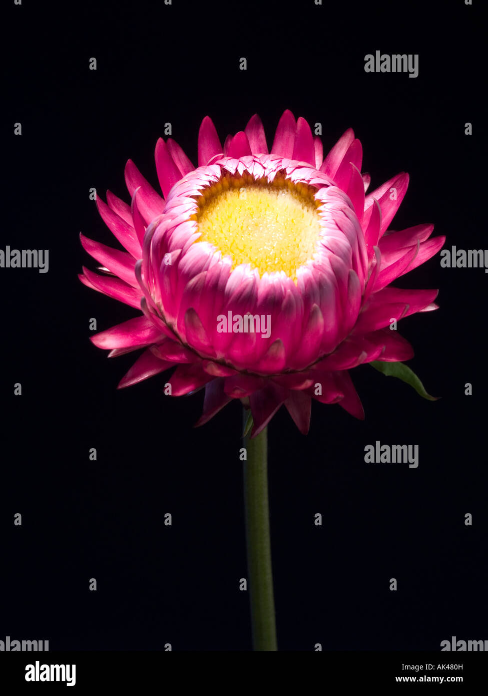 Helichrysum, also known as Straw Flower, lit from above Stock Photo - Alamy