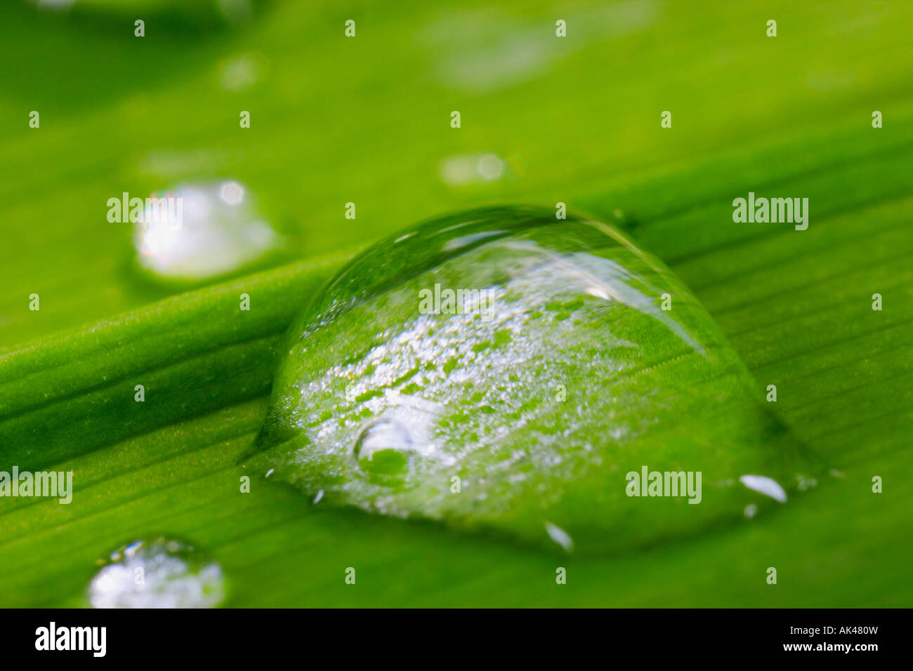 Close up of water drops Stock Photo - Alamy