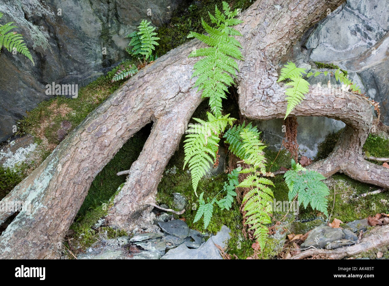 Quarry face in disused slate hi-res stock photography and images - Alamy