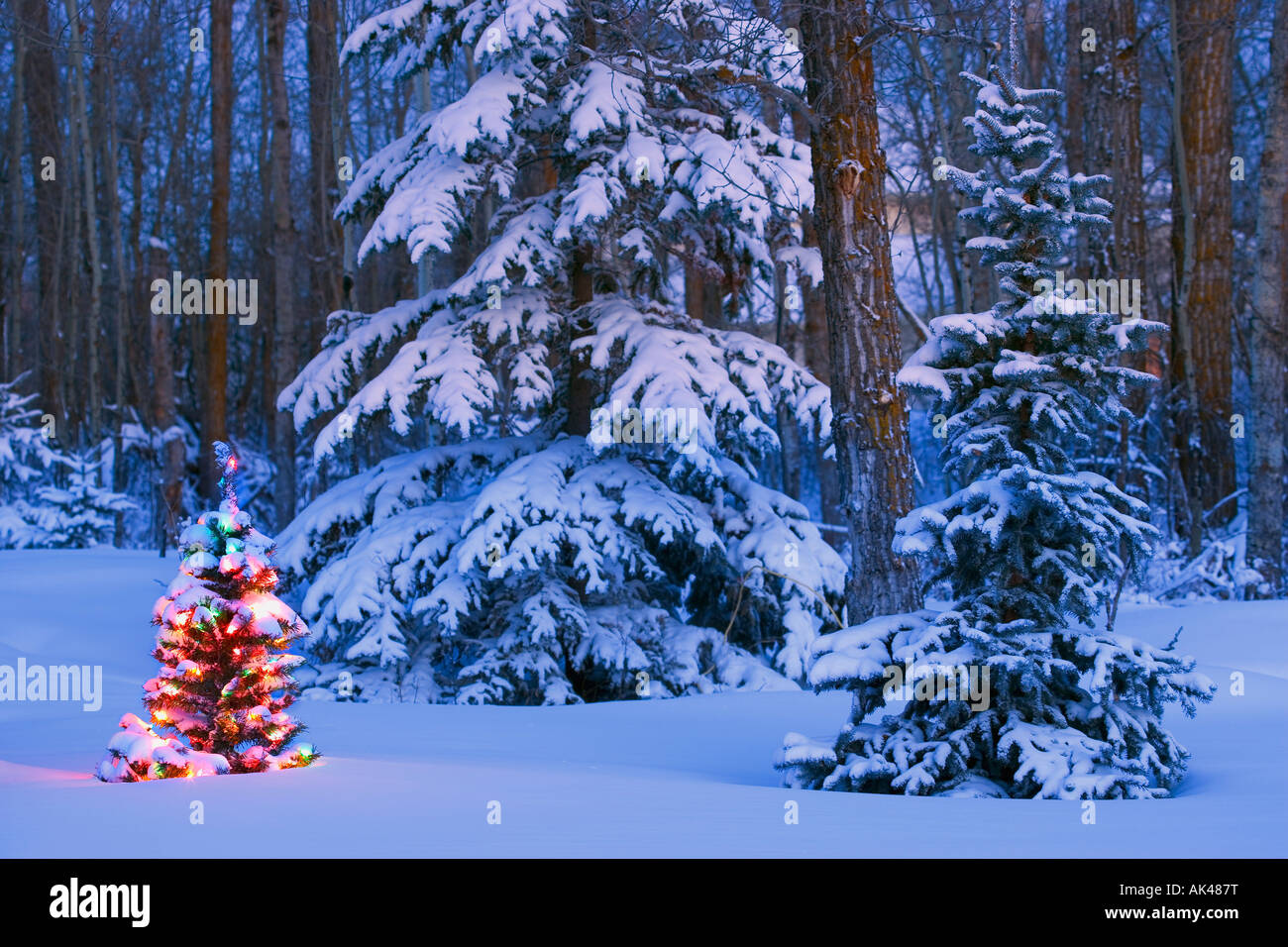 Decorated tree in forest hi-res stock photography and images - Alamy