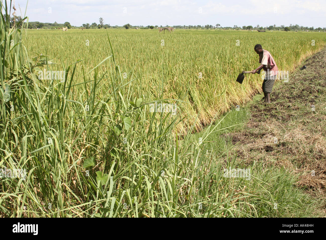 Tanzania farming rice hi-res stock photography and images - Alamy