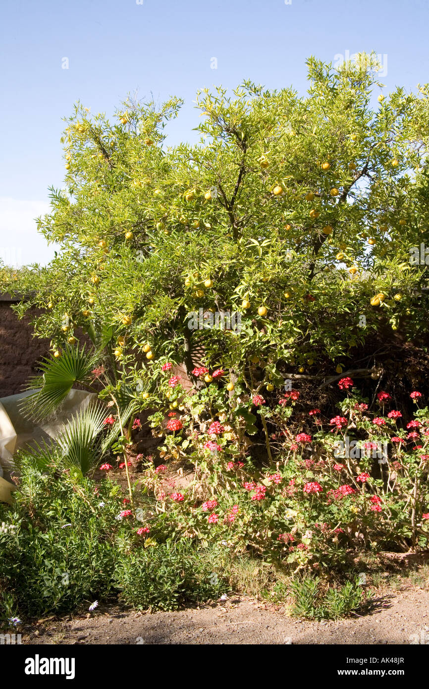 Lush tropical garden, Marrakech,Morocco,North Africa Stock Photo - Alamy