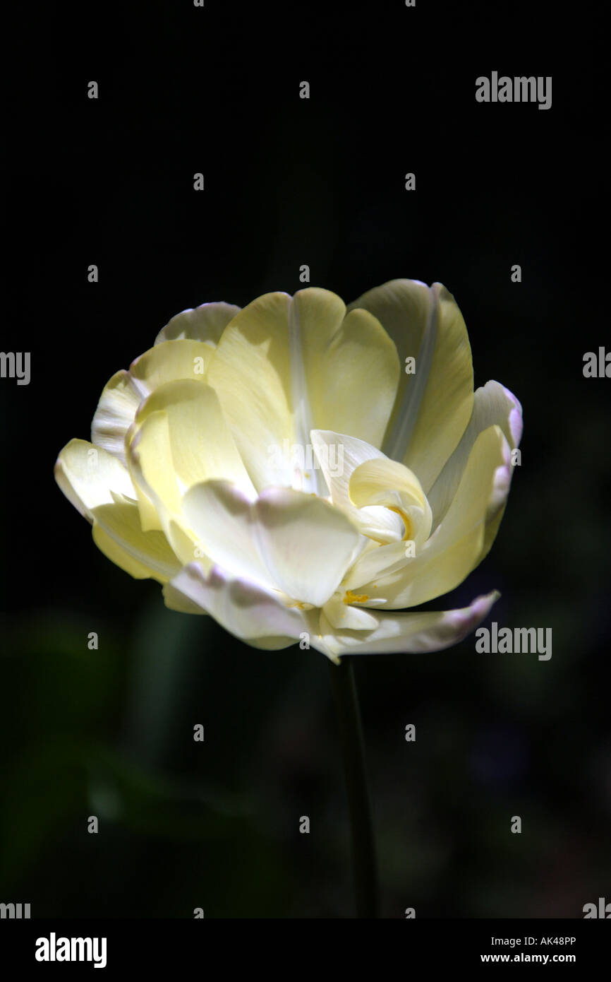 Translucent flower hi-res stock photography and images - Alamy