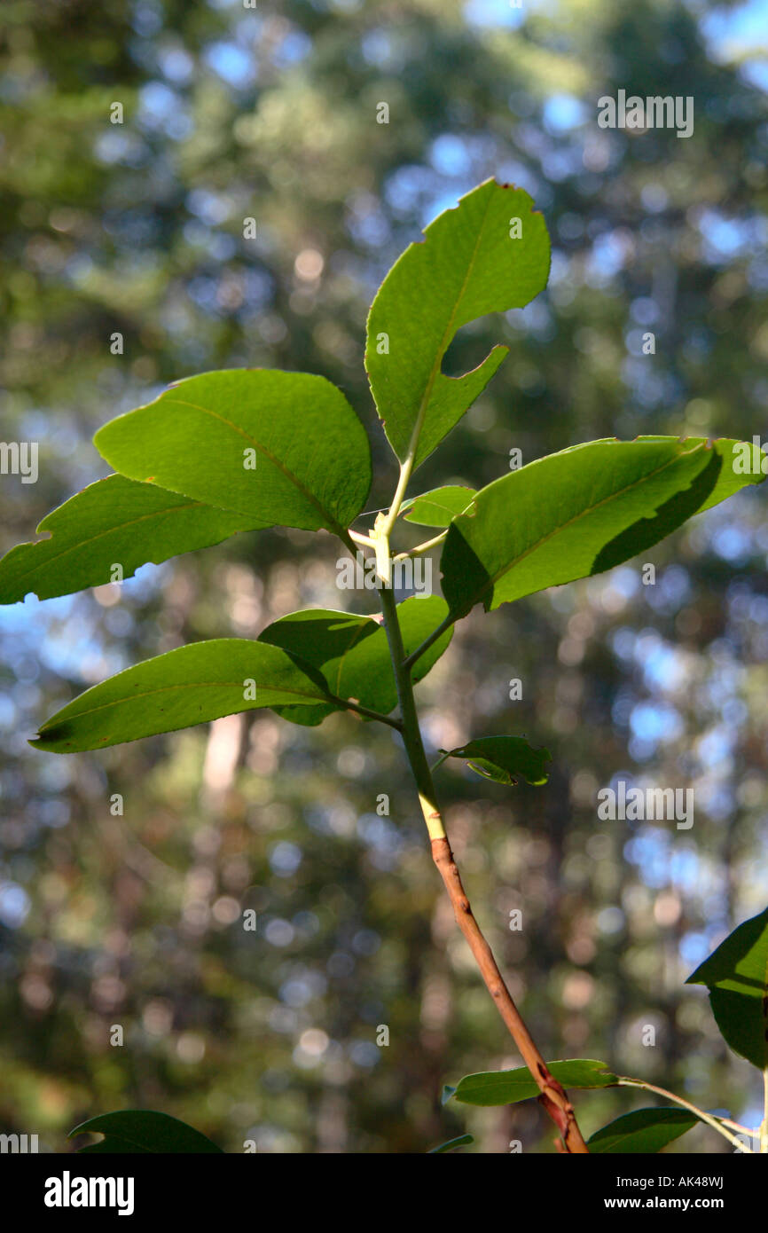 Arbutus leaves hi-res stock photography and images - Alamy