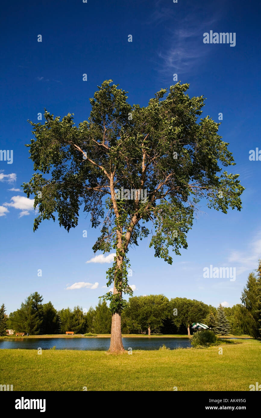 Trees around a pond Stock Photo - Alamy