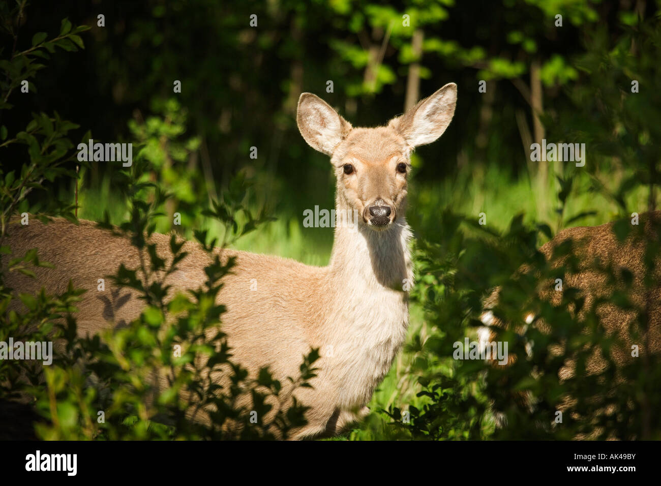Deer in the bush Stock Photo - Alamy