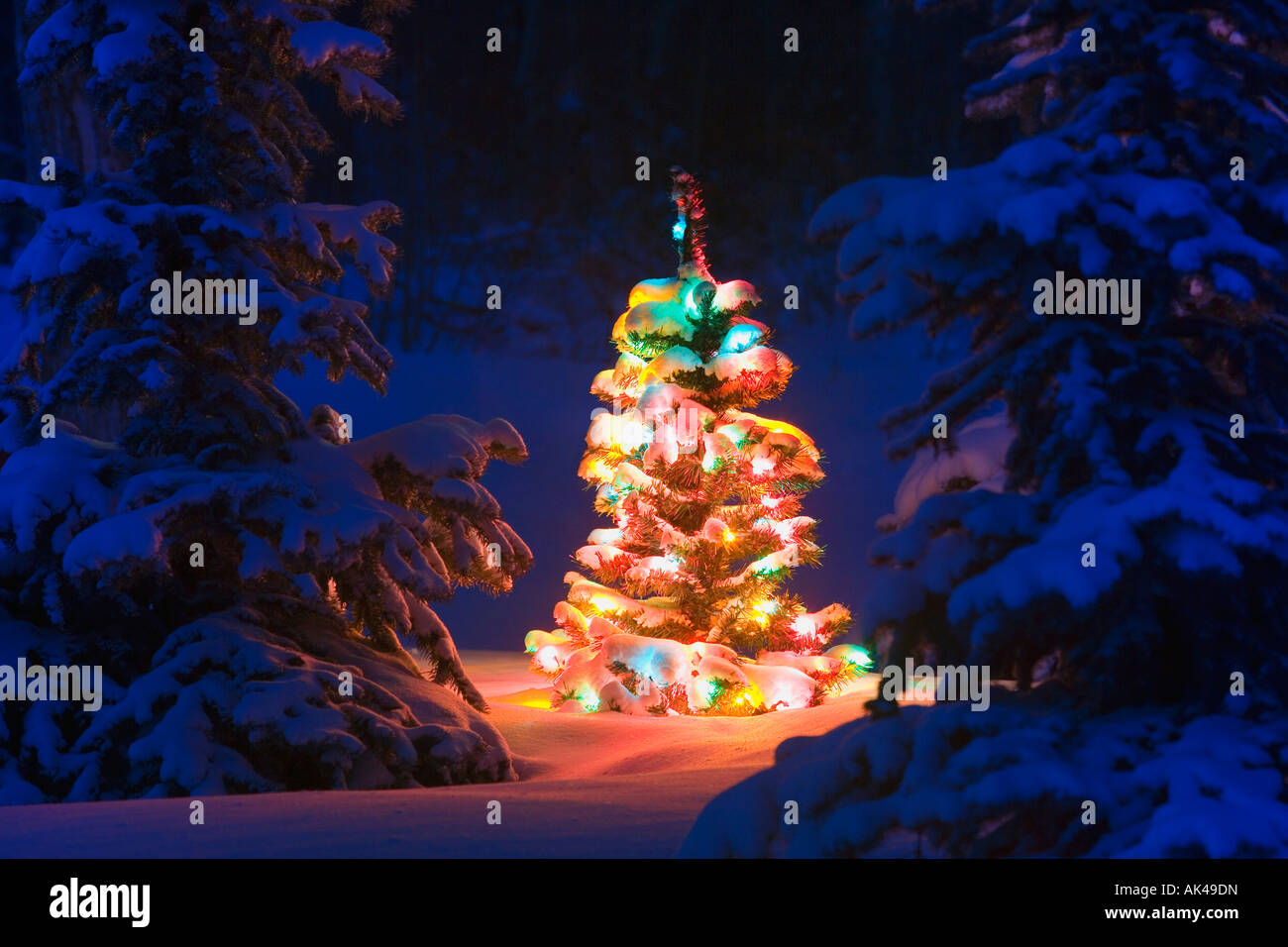 Decorated tree in forest hi-res stock photography and images - Alamy