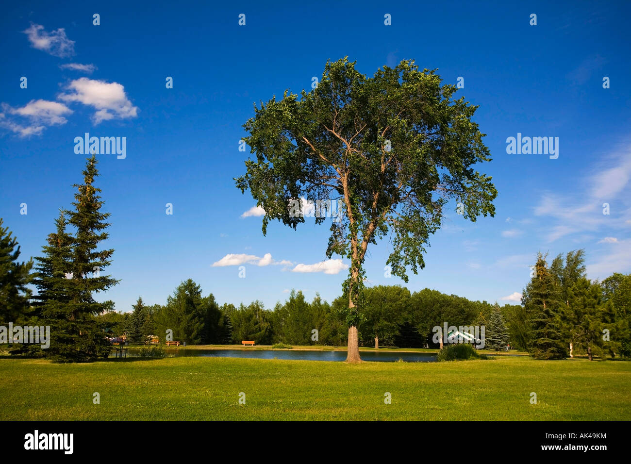 Trees around a pond Stock Photo - Alamy