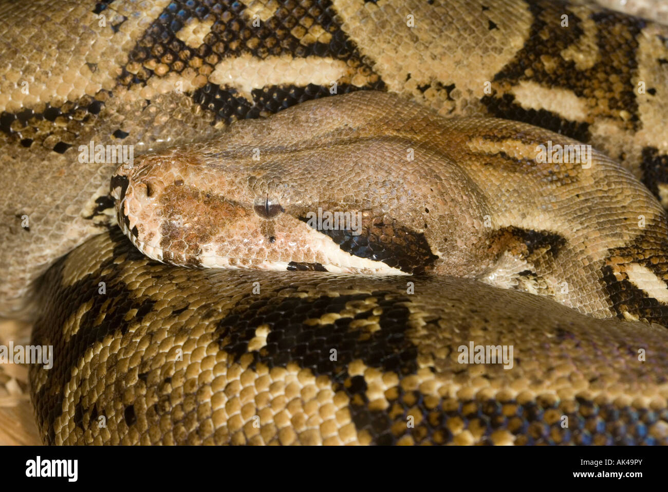 Boa Constrictor Constrictor constrictor Oklahoma City Zoo Oklahoma ...