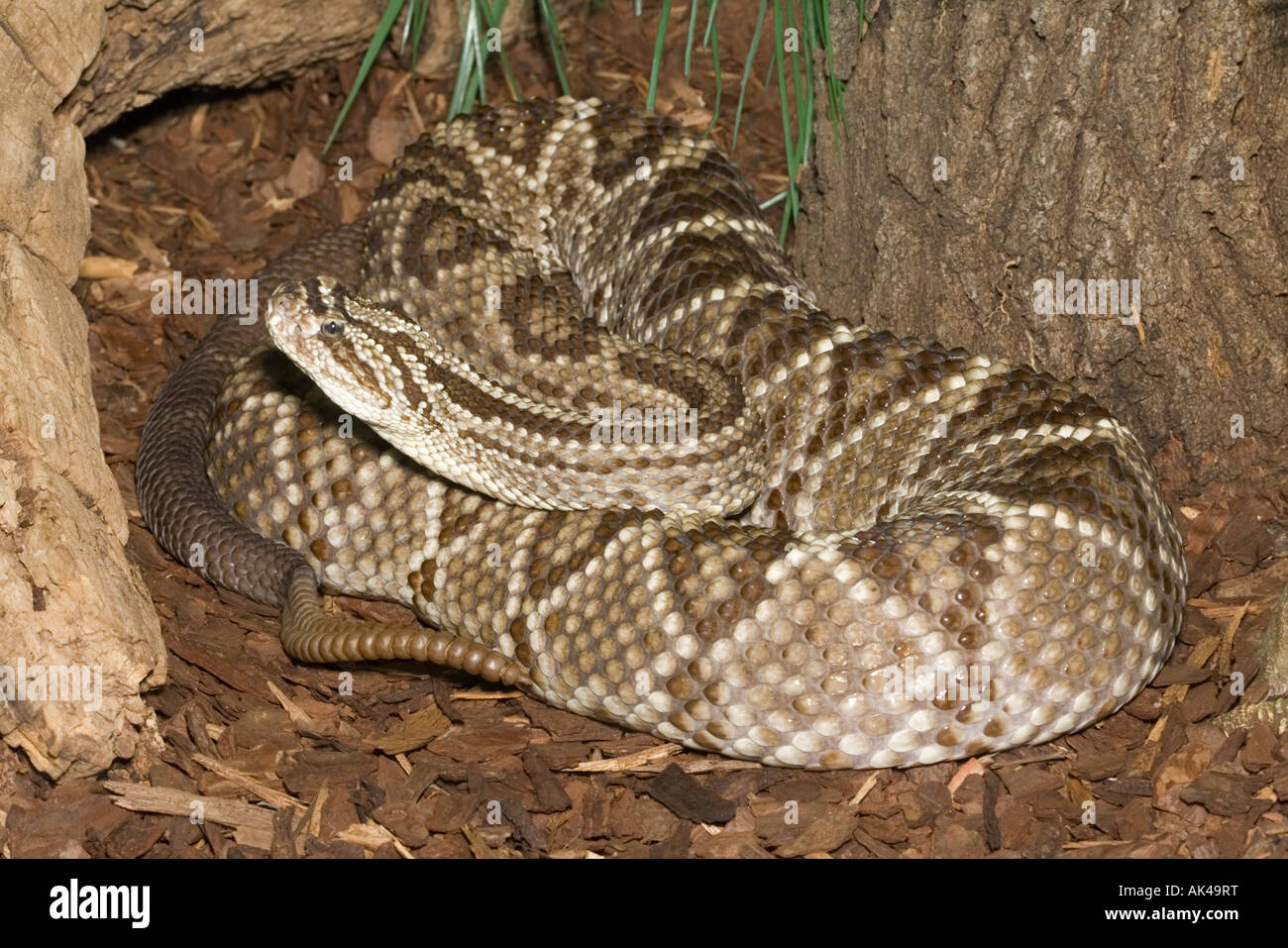 Tropical rattlesnake crotalus durissus hi-res stock photography and ...