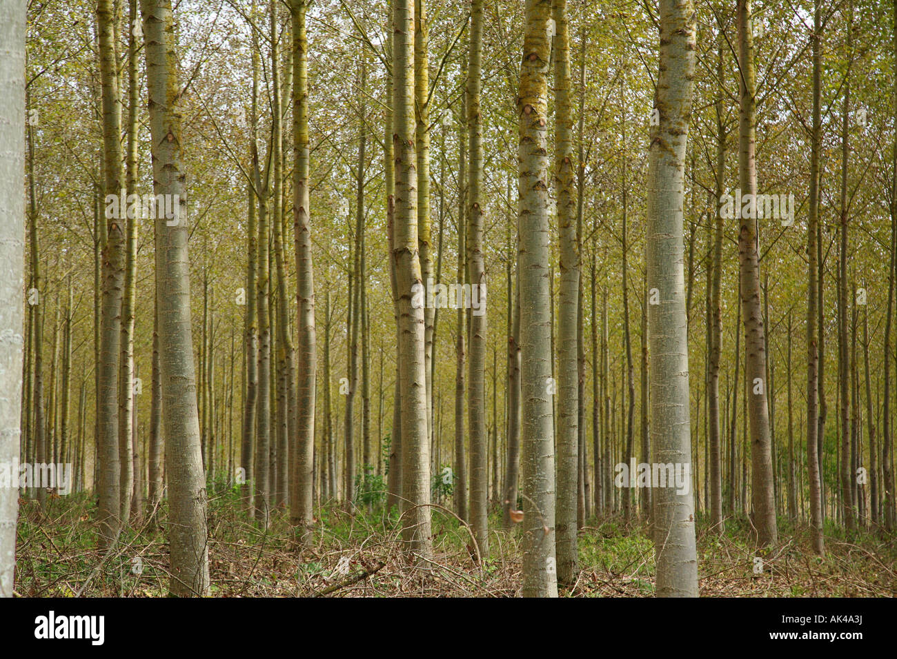 Forest in soft light Stock Photo - Alamy