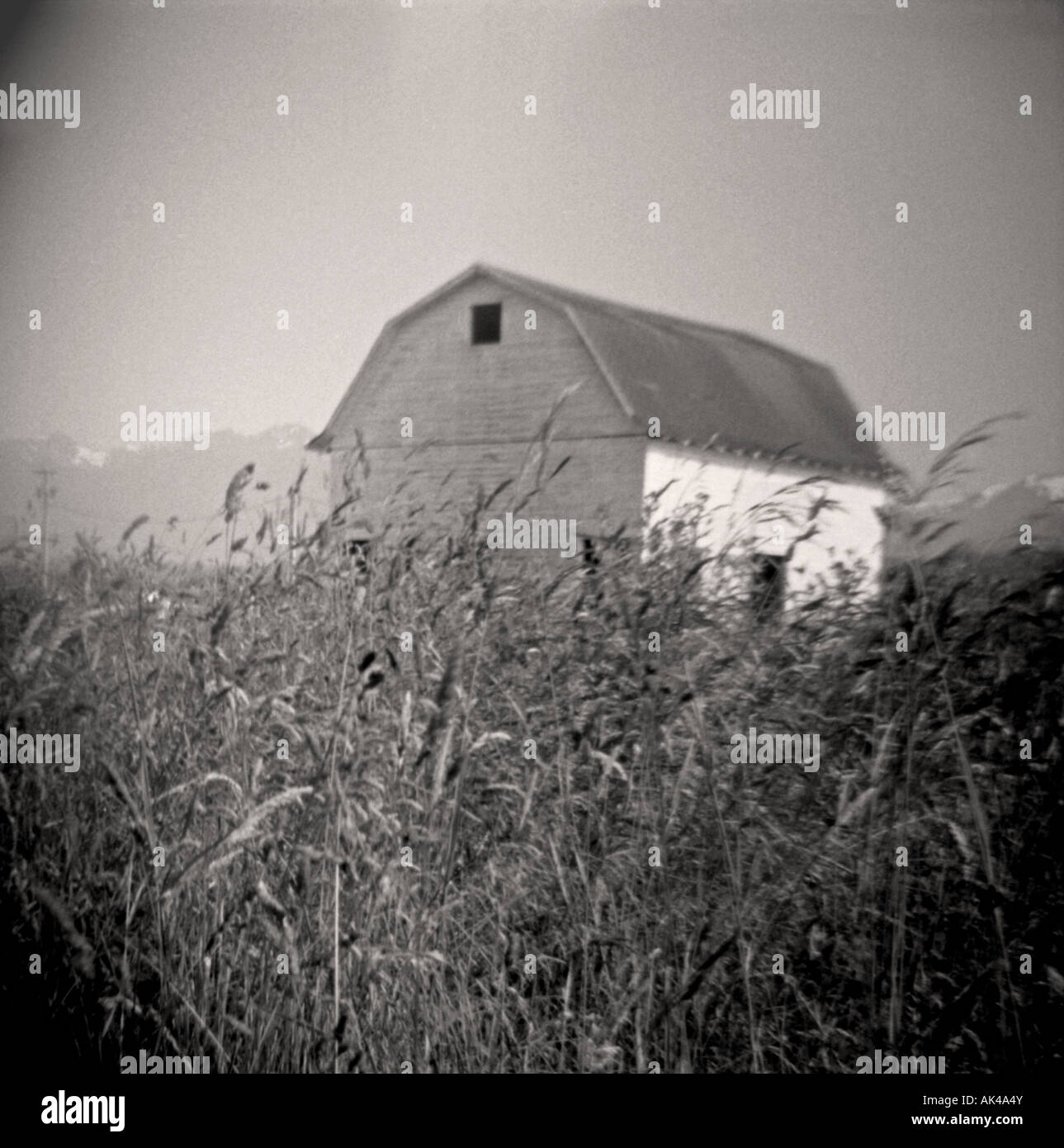 white barn in field of grass Stock Photo - Alamy
