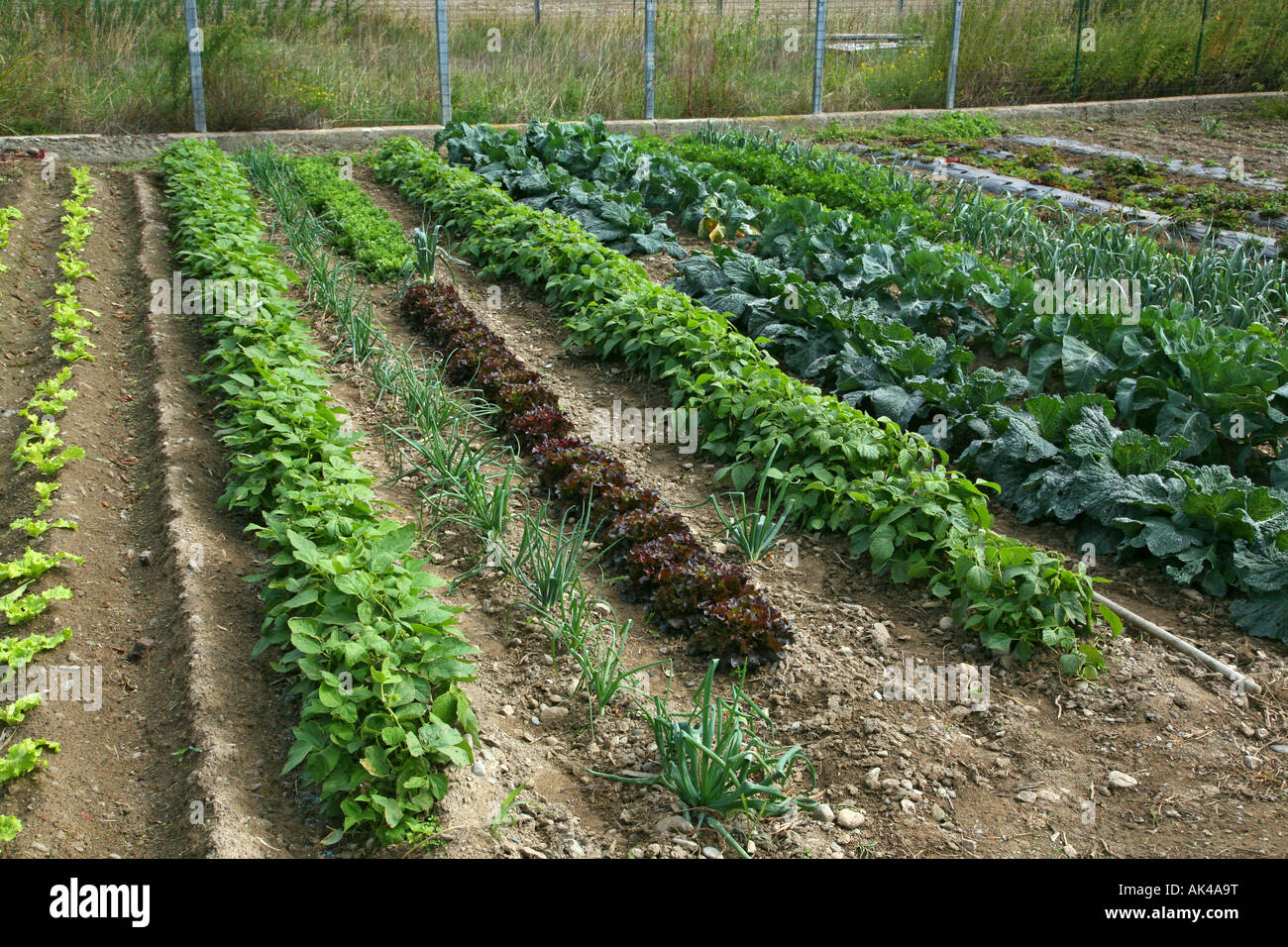 A well looked after home vegetable garden Stock Photo - Alamy