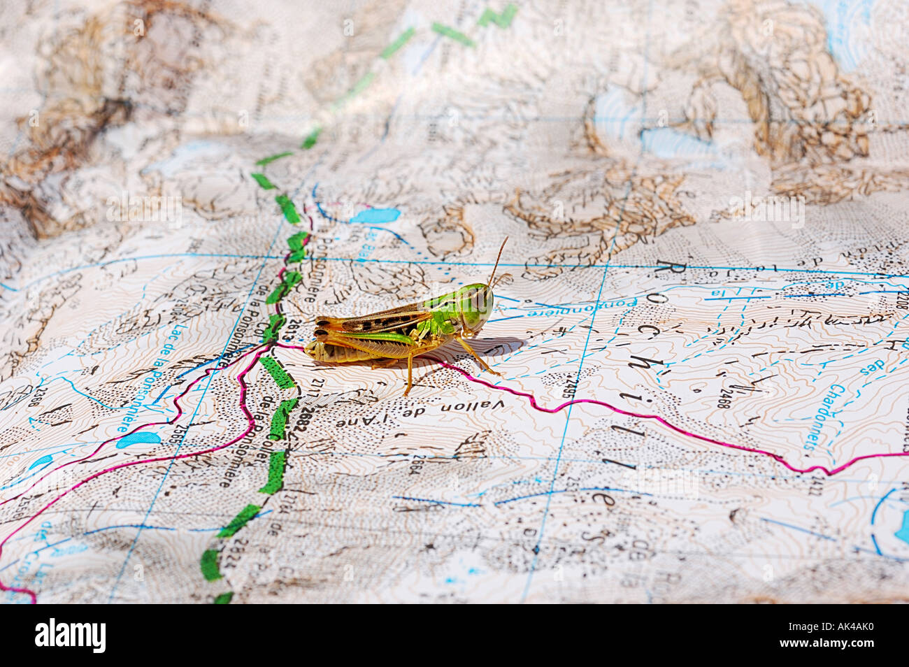 Grasshopper on a map Stock Photo - Alamy