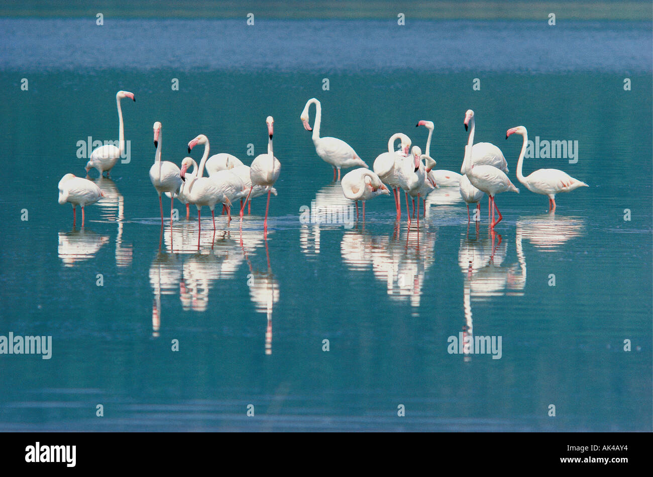 Great rift valley flamingo hi-res stock photography and images - Alamy