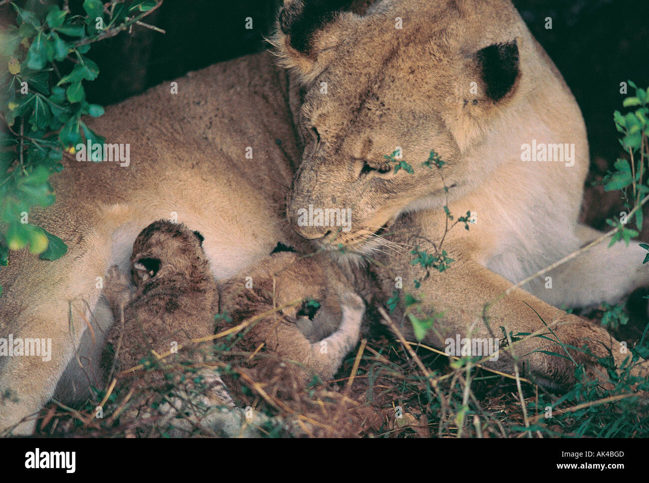 Rare photograph of a lioness with two tiny new born cubs Masai Mara National Reserve Kenya East ...