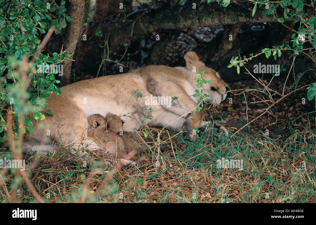 Rare photograph of an exhausted lioness with two tiny new born cubs ...