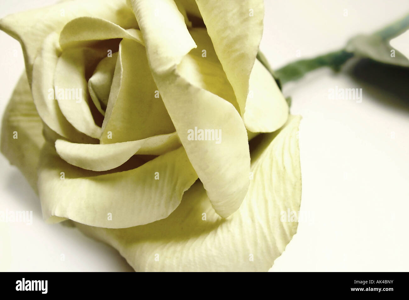 Cream rose hi-res stock photography and images - Alamy