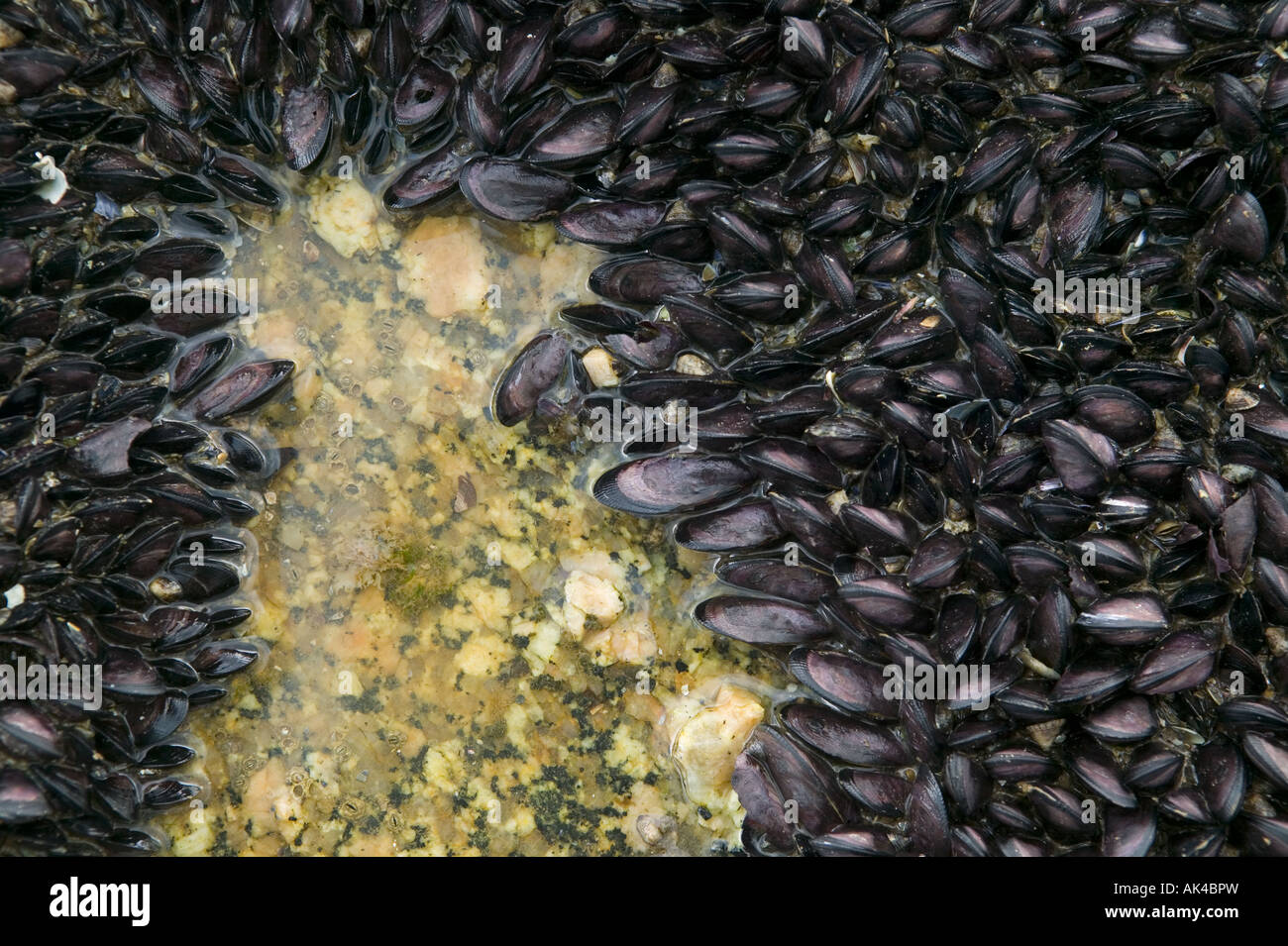 Purple mussels on a granite rock, Jose Ignacio, Uruguay Stock Photo - Alamy