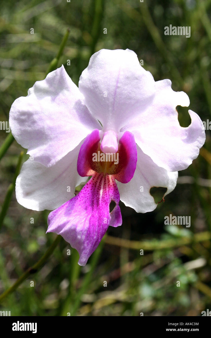 Orchidaceae orchid family hi-res stock photography and images - Alamy