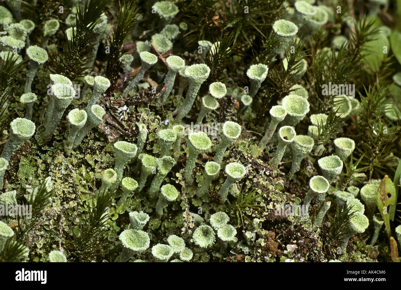 Pyxidata hi-res stock photography and images - Alamy