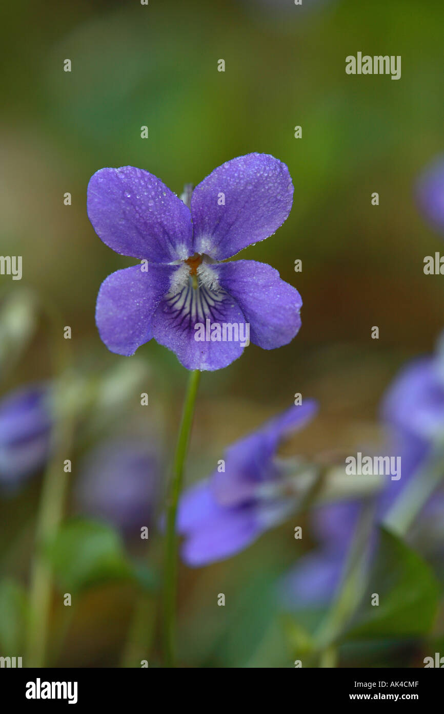 common dog violet Viola riviniana cornwall Stock Photo - Alamy