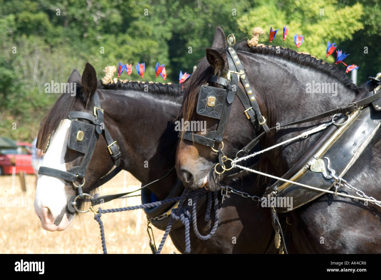 Teamwork competition farming hi-res stock photography and images - Alamy