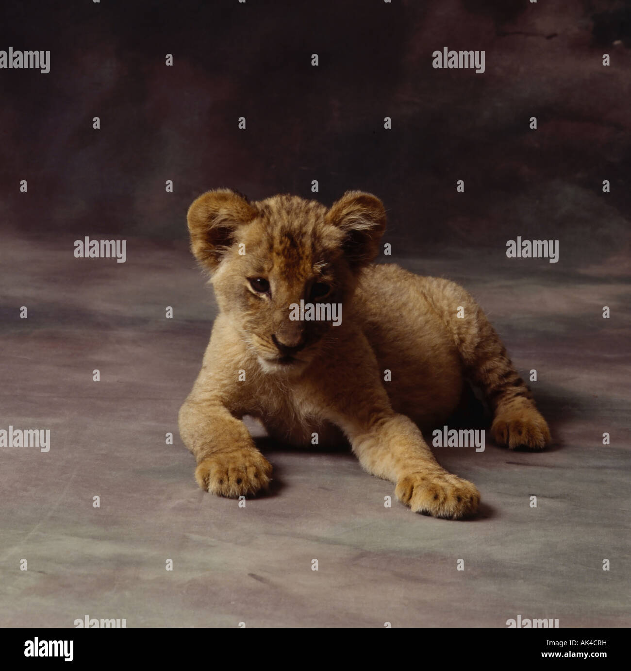 portrait of lion cub Stock Photo - Alamy