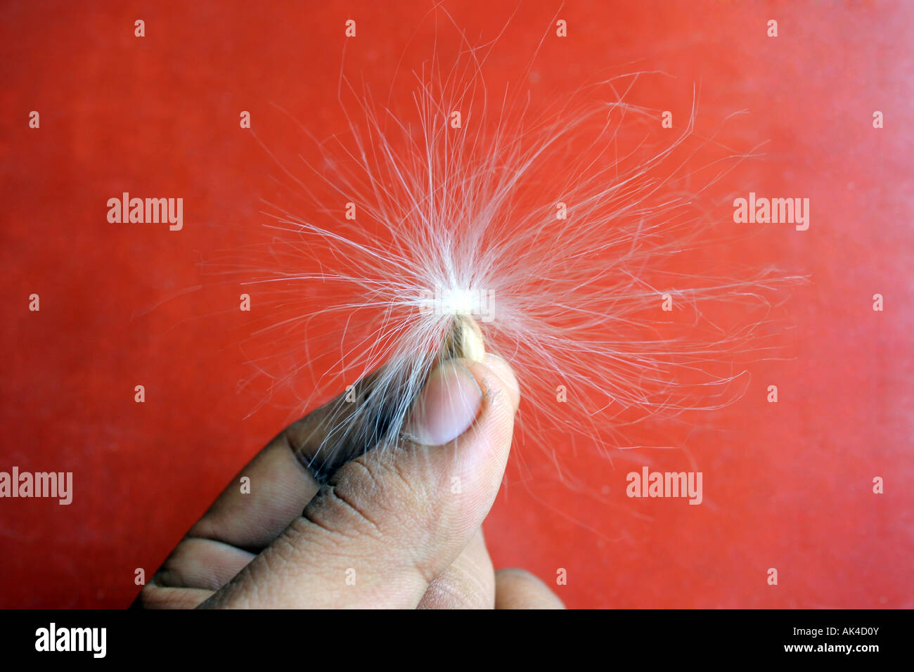 Thadi hi-res stock photography and images - Alamy