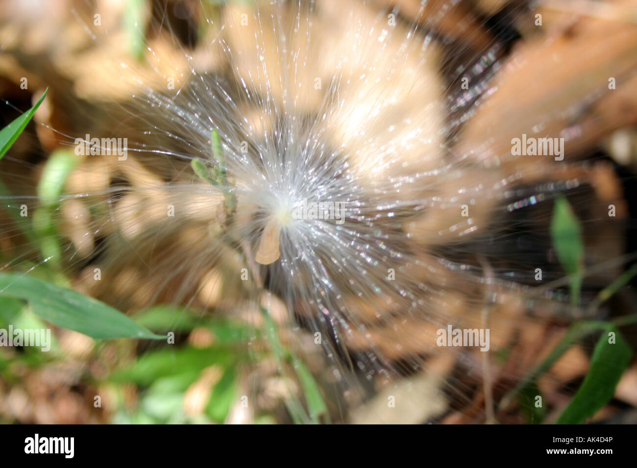 Thadi hi-res stock photography and images - Alamy