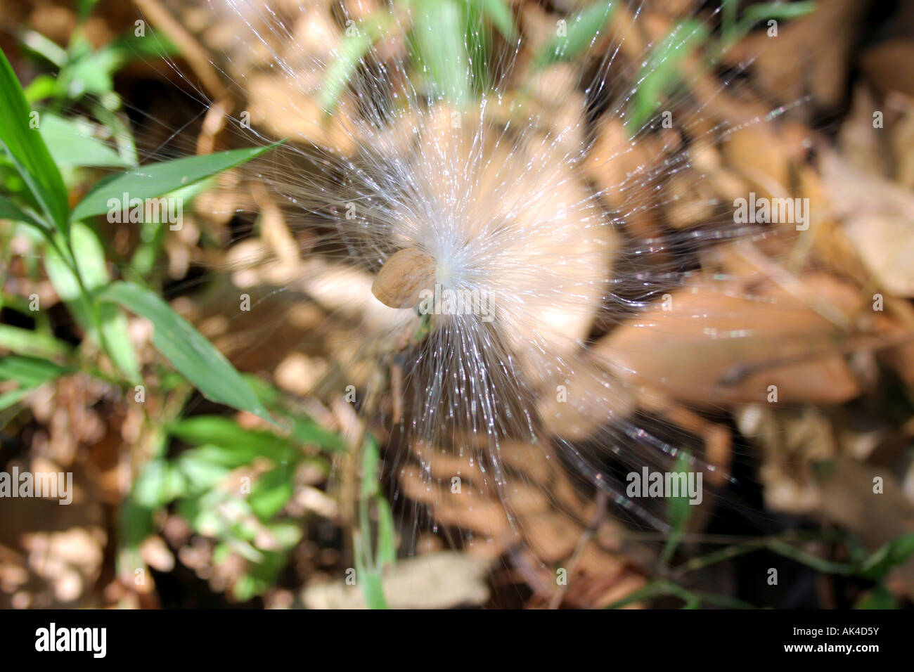 Thadi hi-res stock photography and images - Alamy