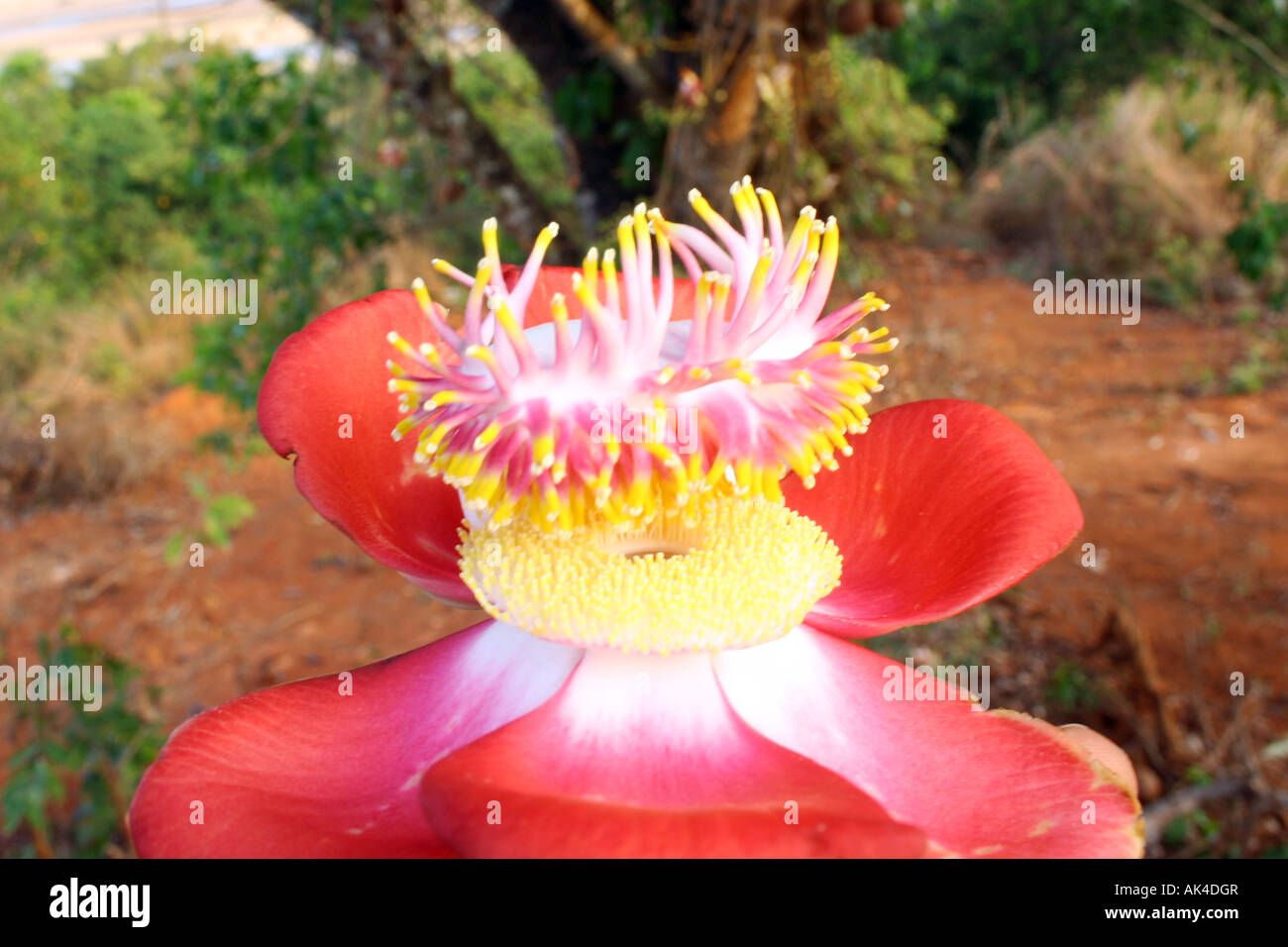 Sarpagandha the Indian snakeroot Stock Photo - Alamy