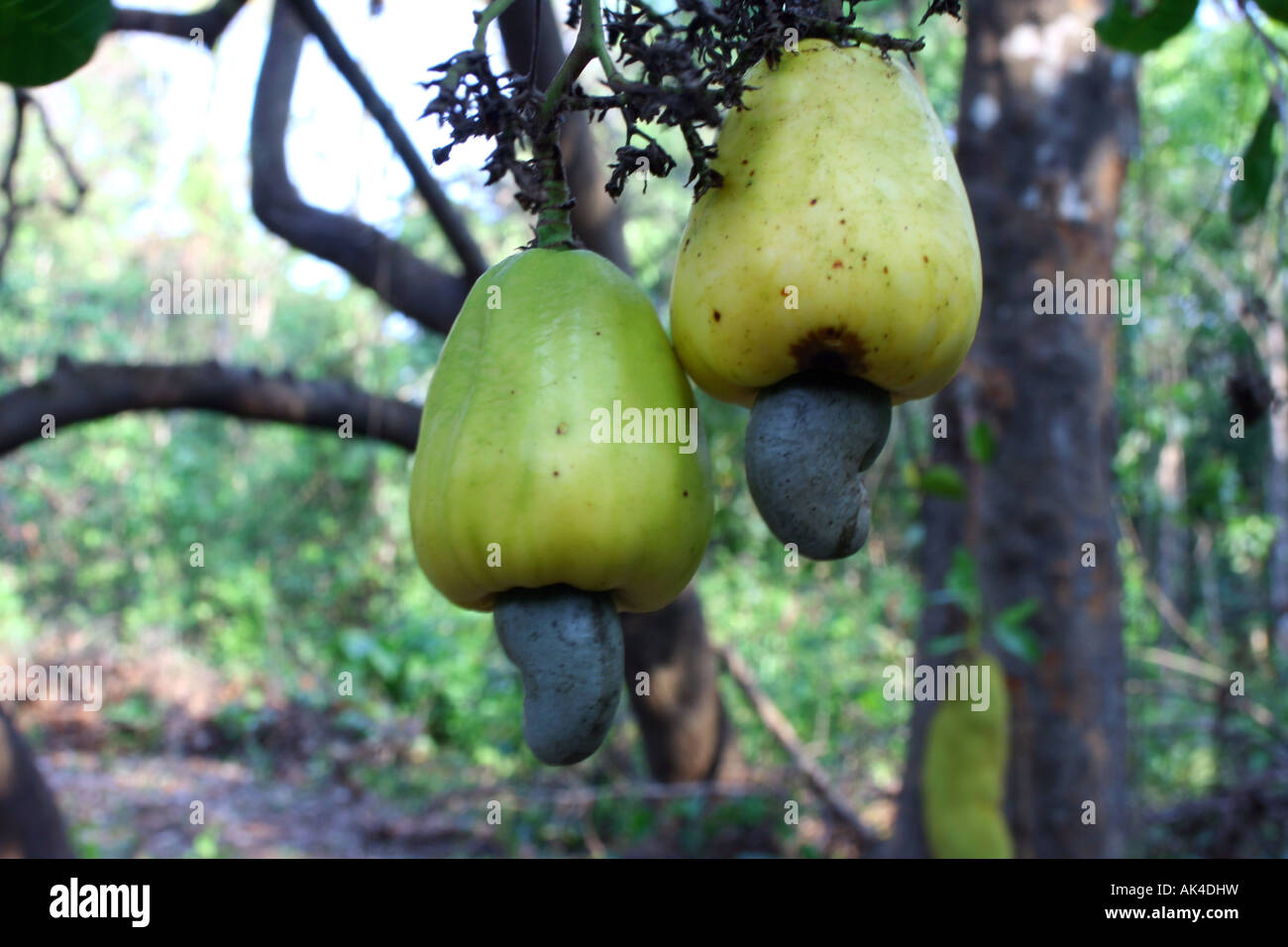 Tree cashewnut anacardium occidentale hi-res stock photography and ...