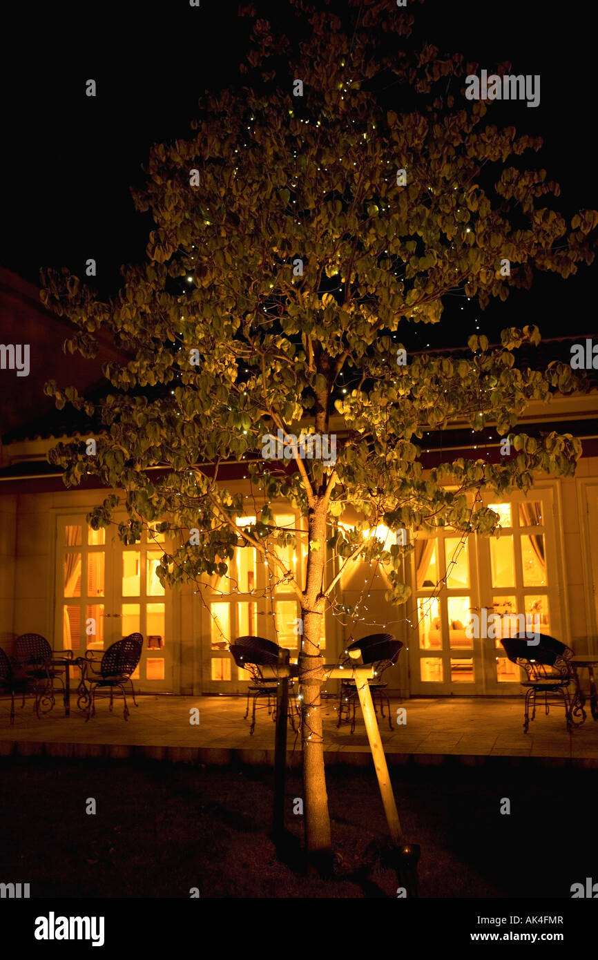 Illuminated tree outside house, night time Stock Photo - Alamy