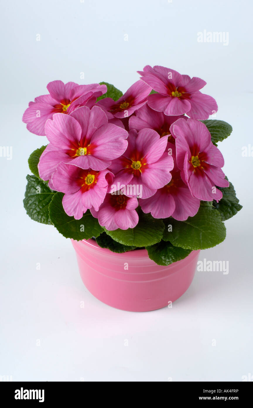 Primrose primula vulgaris cut out hi-res stock photography and images ...