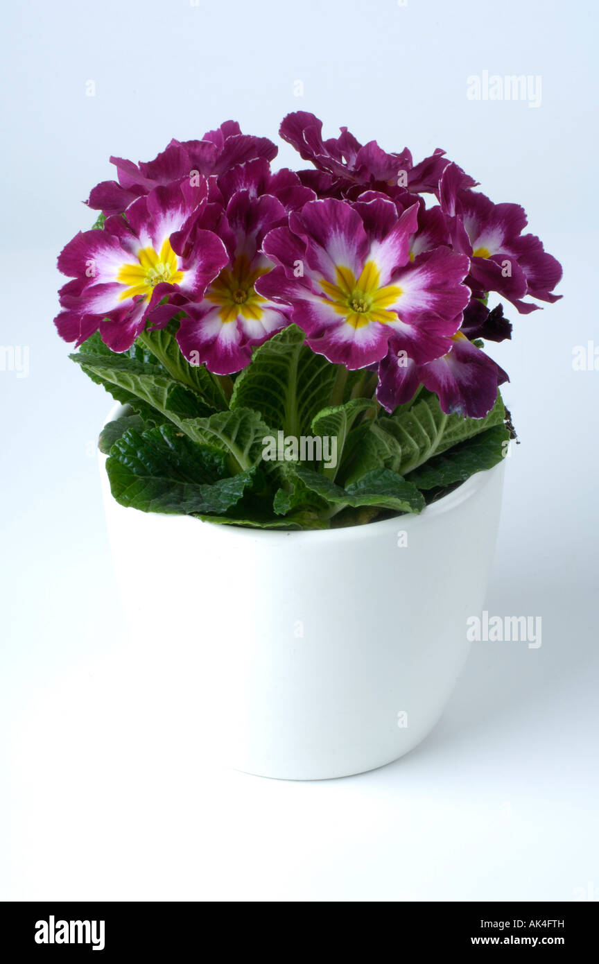 Primrose primula vulgaris cut out hi-res stock photography and images ...