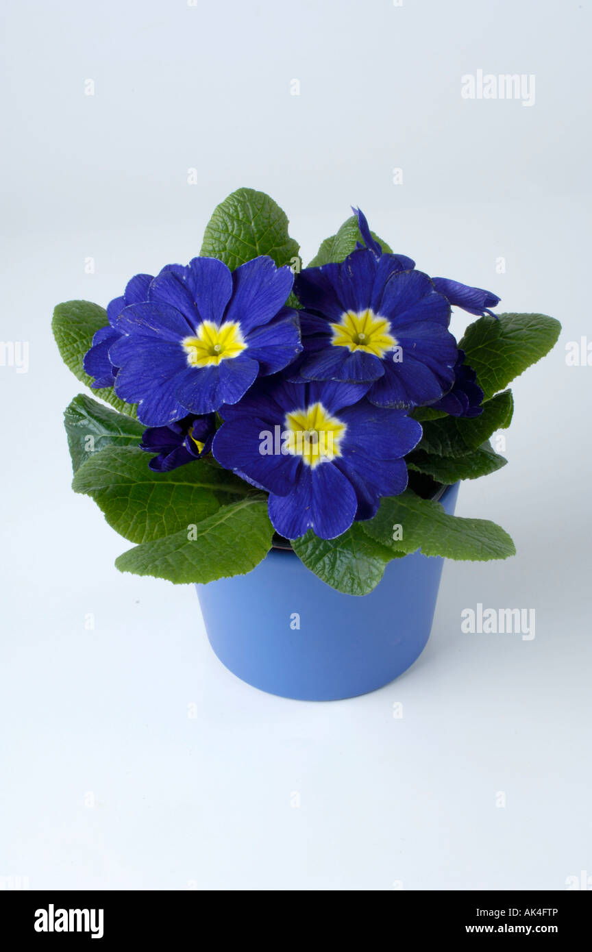 Primrose primula vulgaris cut out hi-res stock photography and images ...