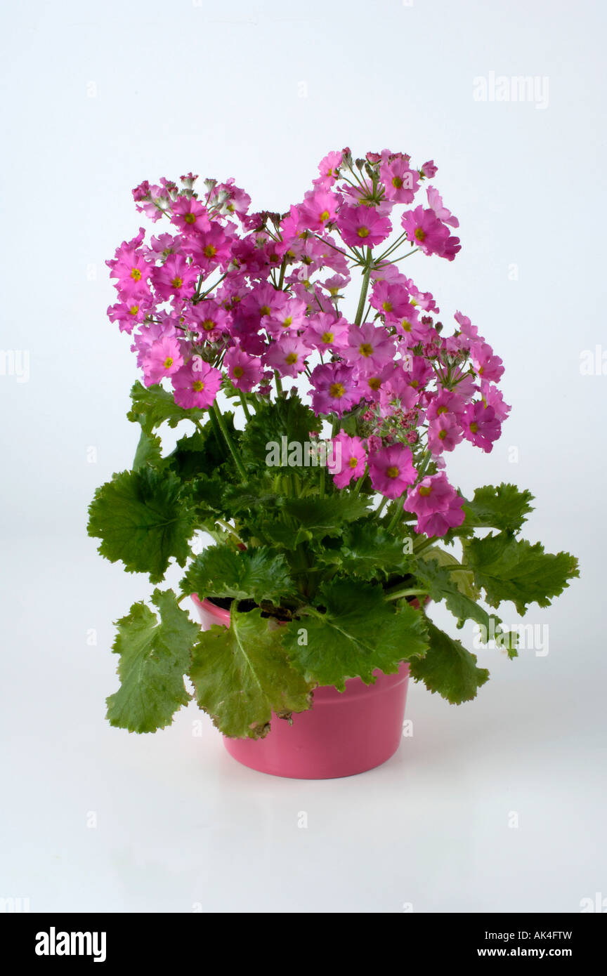 Fairy primrose primula malacoides hi-res stock photography and images ...