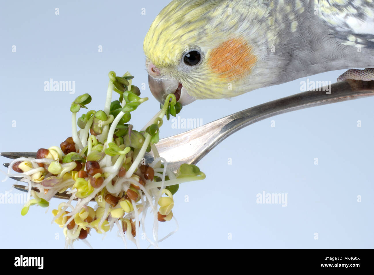 Japanese Daikon Radish, Cockatiel Stock Photo - Alamy