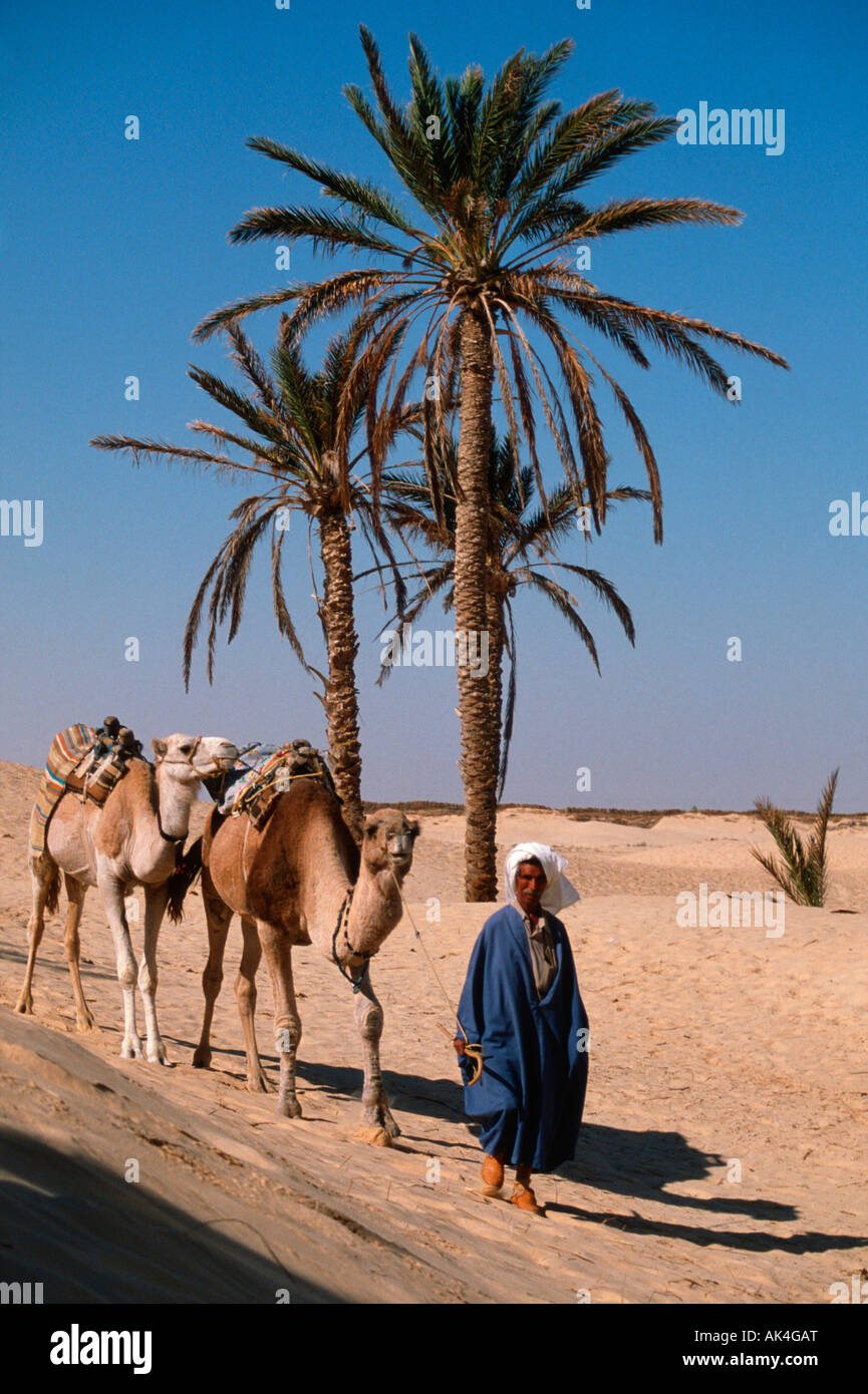 Man with Dromedaries, El Hofra Oasis Stock Photo - Alamy